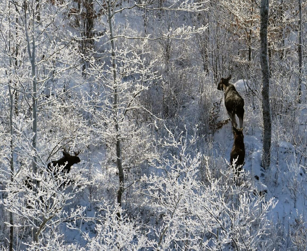 Moose research continues in the Adirondack Park | News, Sports, Jobs ...